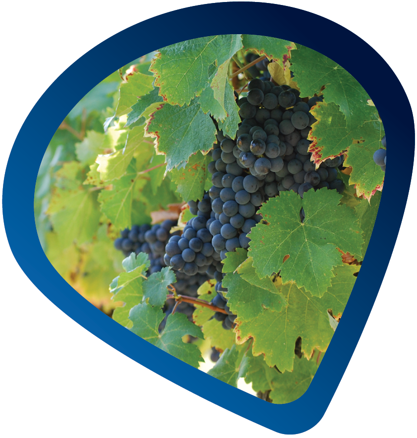 Cosavet 80 DF – Belchim Crop Protection